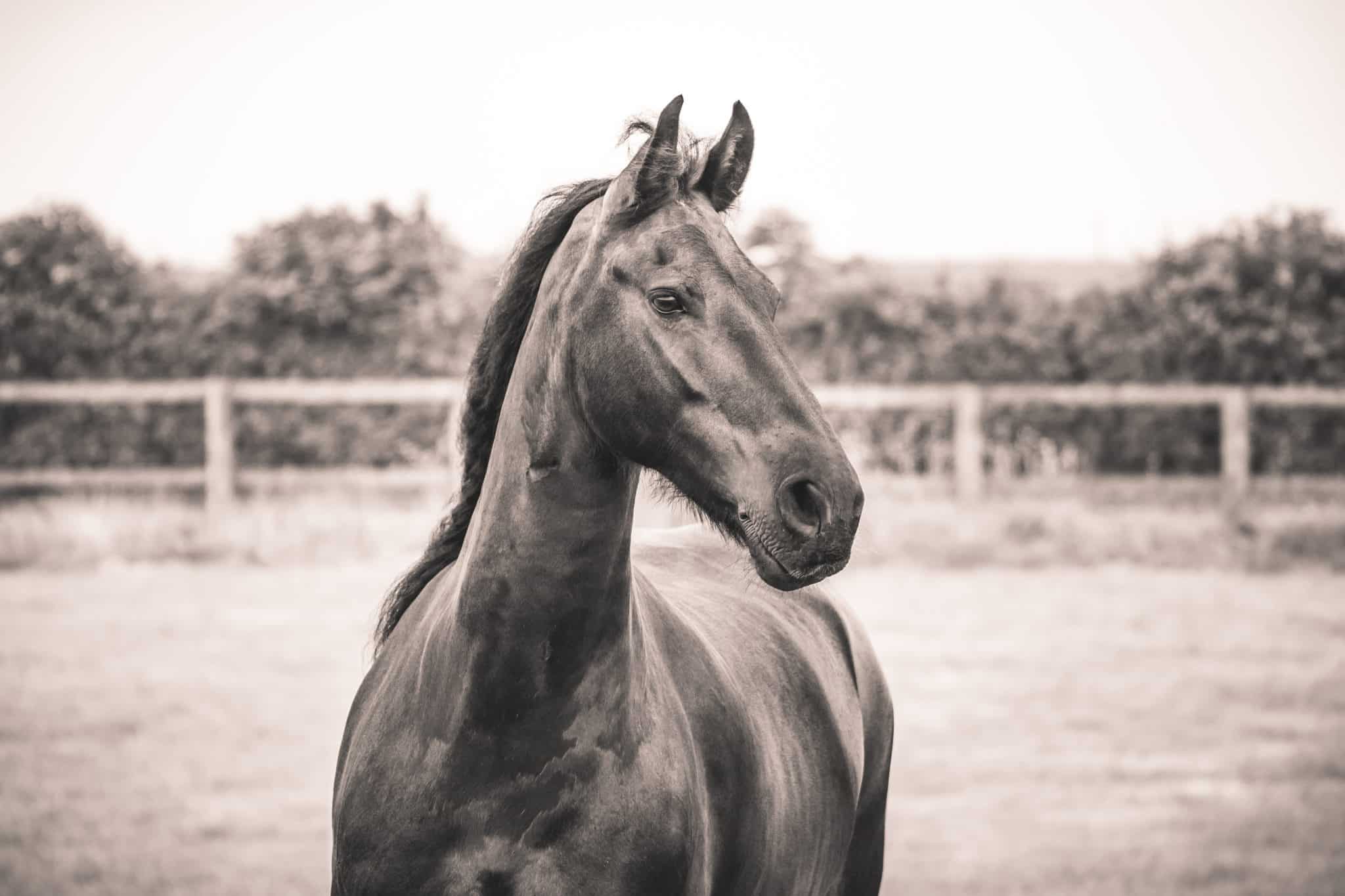 Irish Draft Horse Discover The Horse: About The Irish Draught